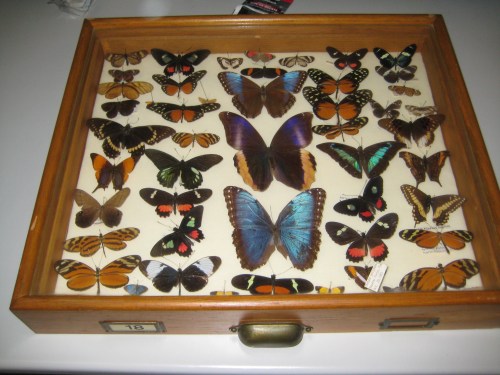 UT Austin Insect Collection | Commander Ben