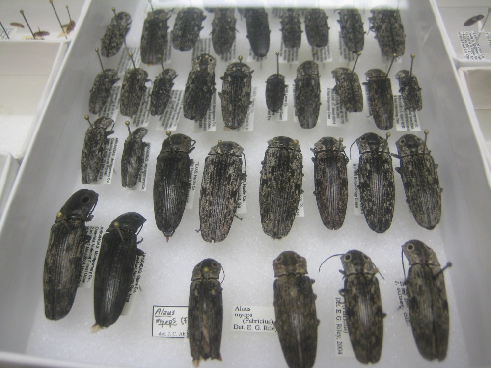 UT Austin Insect Collection | Commander Ben